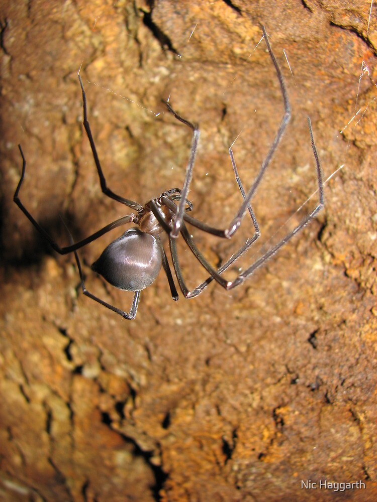 "Hickmania Troglodytes, Tasmanian cave spider, Mace's Show, Tarkine ...
