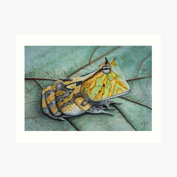 "Horned Frog" Art Print by ReptileAmphibia | Redbubble