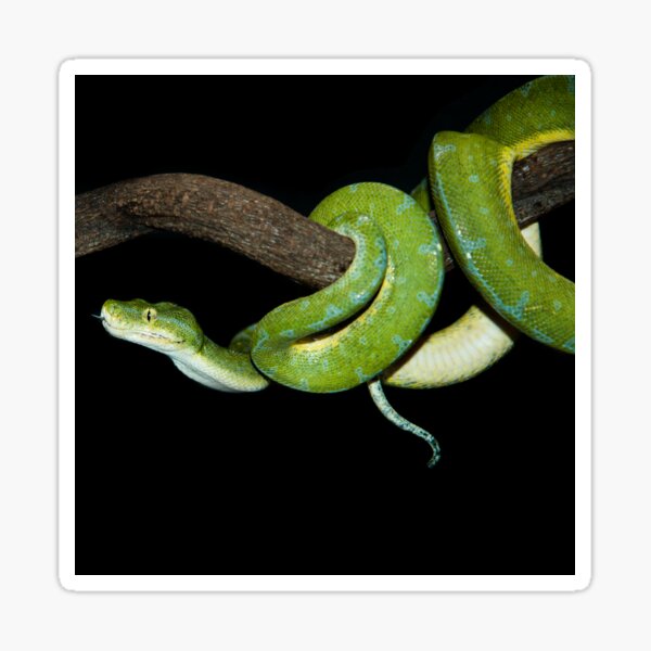 "Merauke green tree python" Sticker for Sale by MoroFenrir | Redbubble