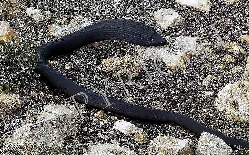 "Kangaroo Island's Black Tiger Snake" by AzoicArts | Redbubble