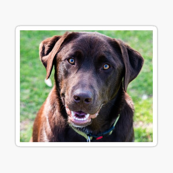 Yoshi Merch & Gifts for Sale | Redbubble