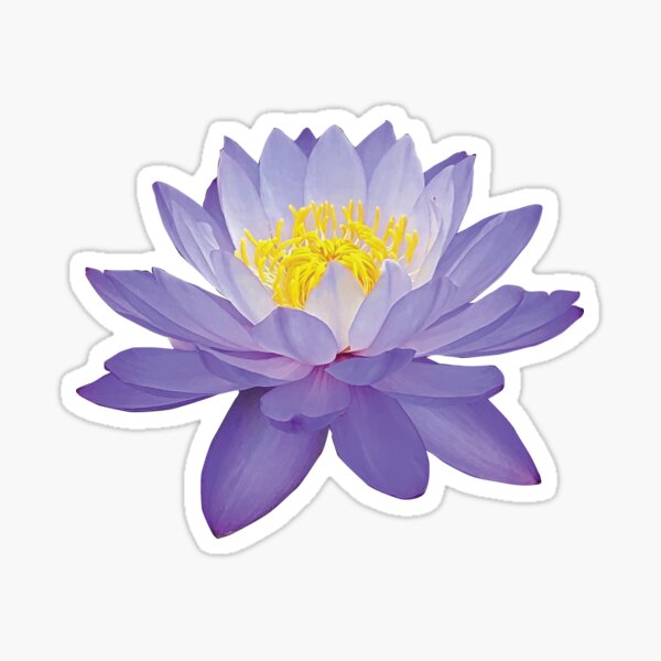 Full Lotus Stickers | Redbubble