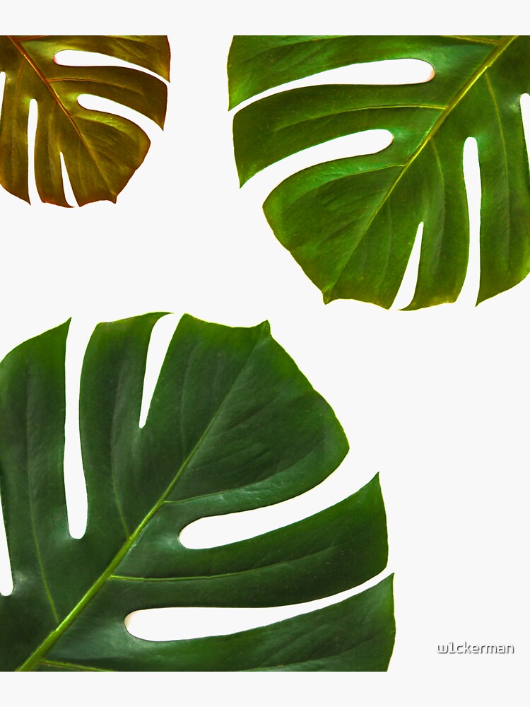 "Swiss cheese plants" Sticker for Sale by w1ckerman | Redbubble