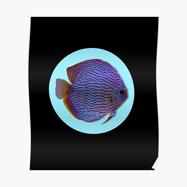 "Discus Fish" Poster by GFishy | Redbubble