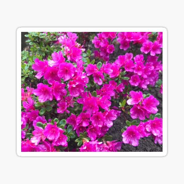"Azalea Flowers " Sticker for Sale by dunderdale89 | Redbubble