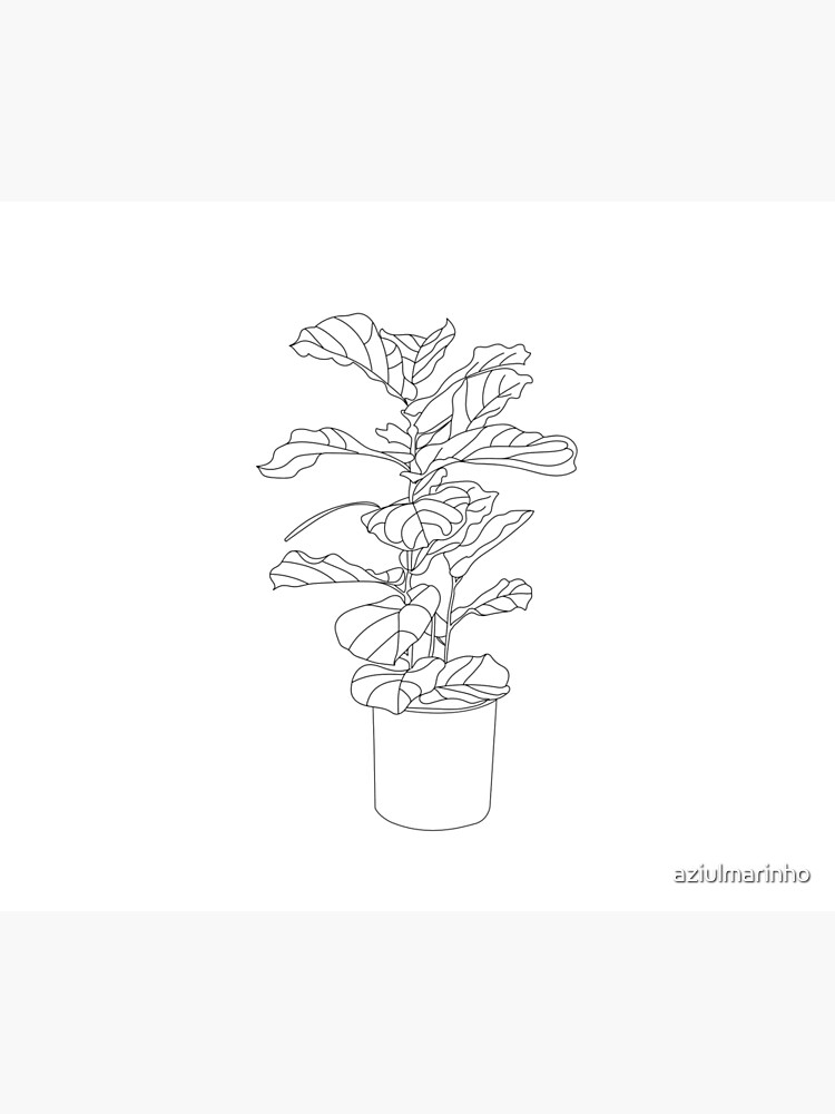 "Ficus Lyrata fiddle leaf fig line art " Poster for Sale by ...