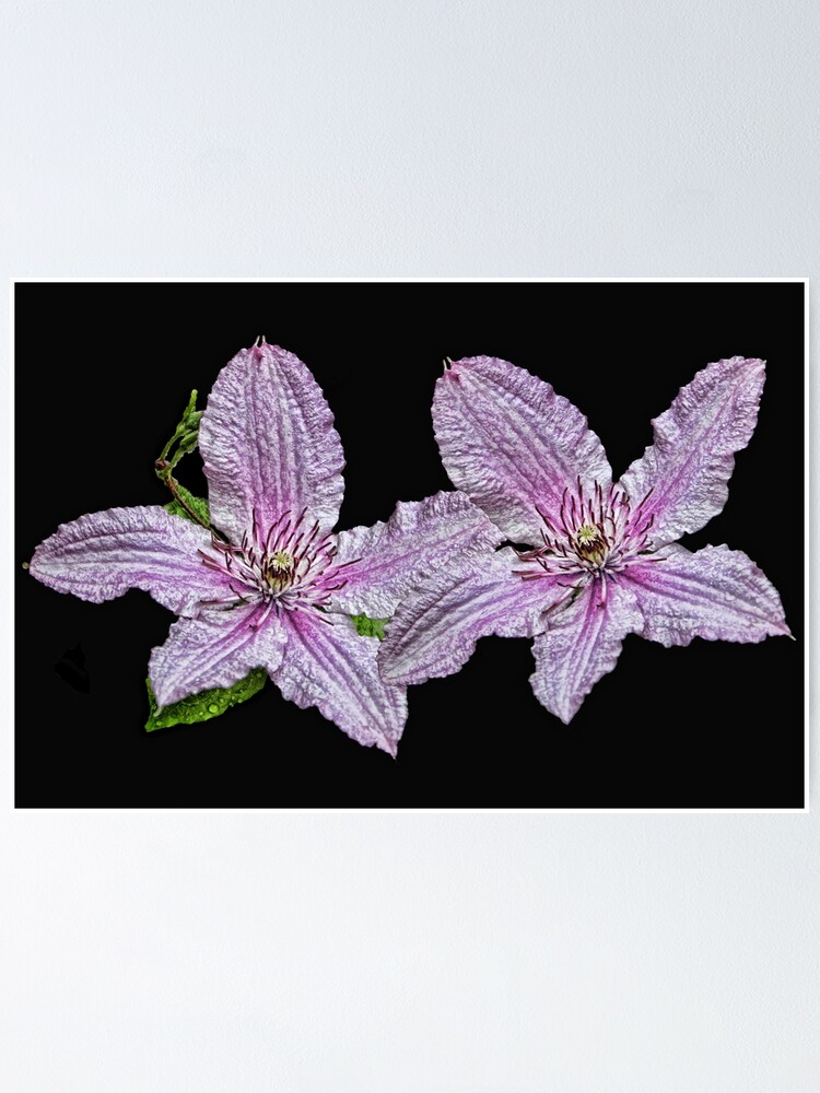 "Pink and White Clematis" Poster by avrilharris | Redbubble