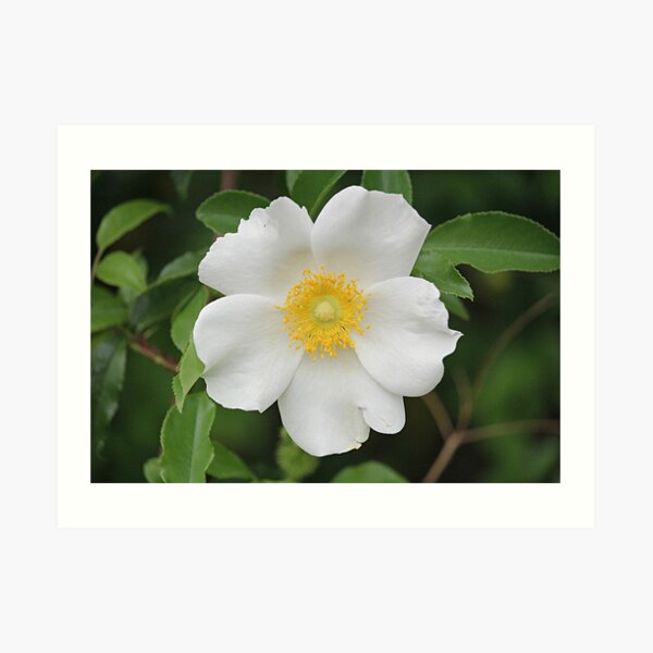 Cherokee Rose Art Prints | Redbubble