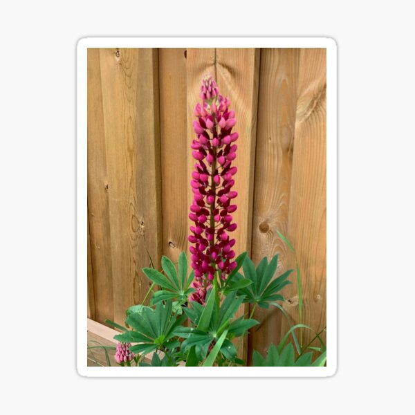 "Lovely Lupin" Sticker by dlyn56 | Redbubble