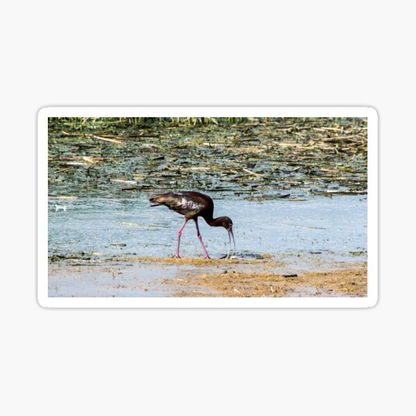 "White-faced Ibis" Sticker for Sale by CanadianWild418 | Redbubble