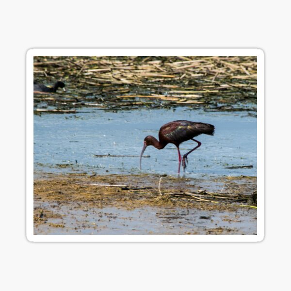 "White-faced Ibis" Sticker for Sale by CanadianWild418 | Redbubble