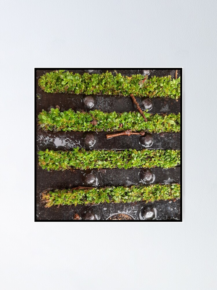 "grating " Poster for Sale by lizzyphotograph | Redbubble