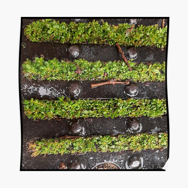 "grating " Poster for Sale by lizzyphotograph | Redbubble