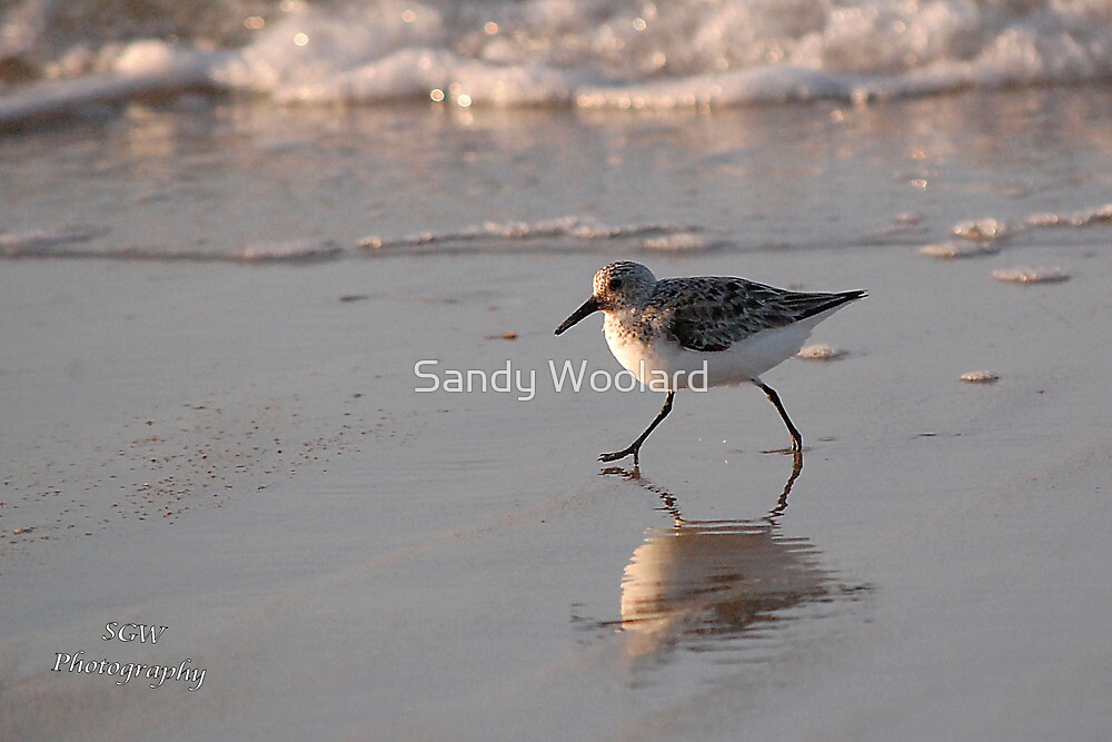 "Morning Jog" by Sandy Woolard | Redbubble