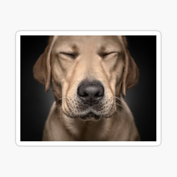 "Boop The Snoots" Sticker by BelindaRartist | Redbubble