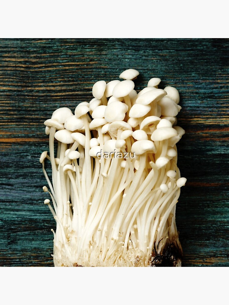 "Enoki, Enokitake, Flammulina velutipes, edible mushroom popular in ...