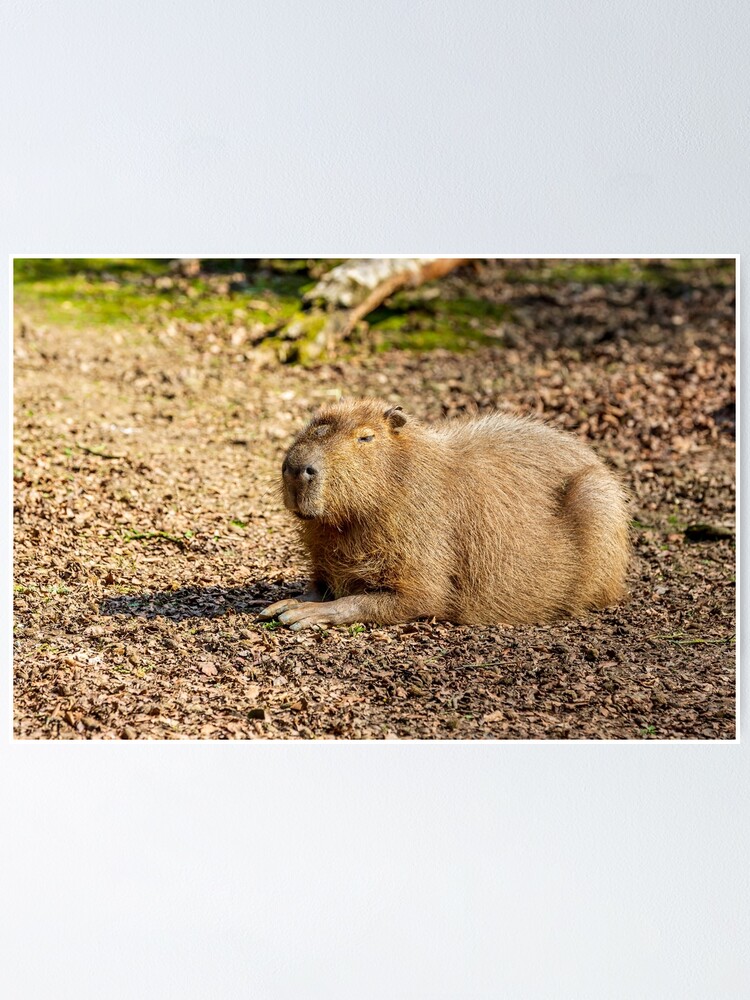 "Just Chilling Capybara" Poster for Sale by Dalyn | Redbubble