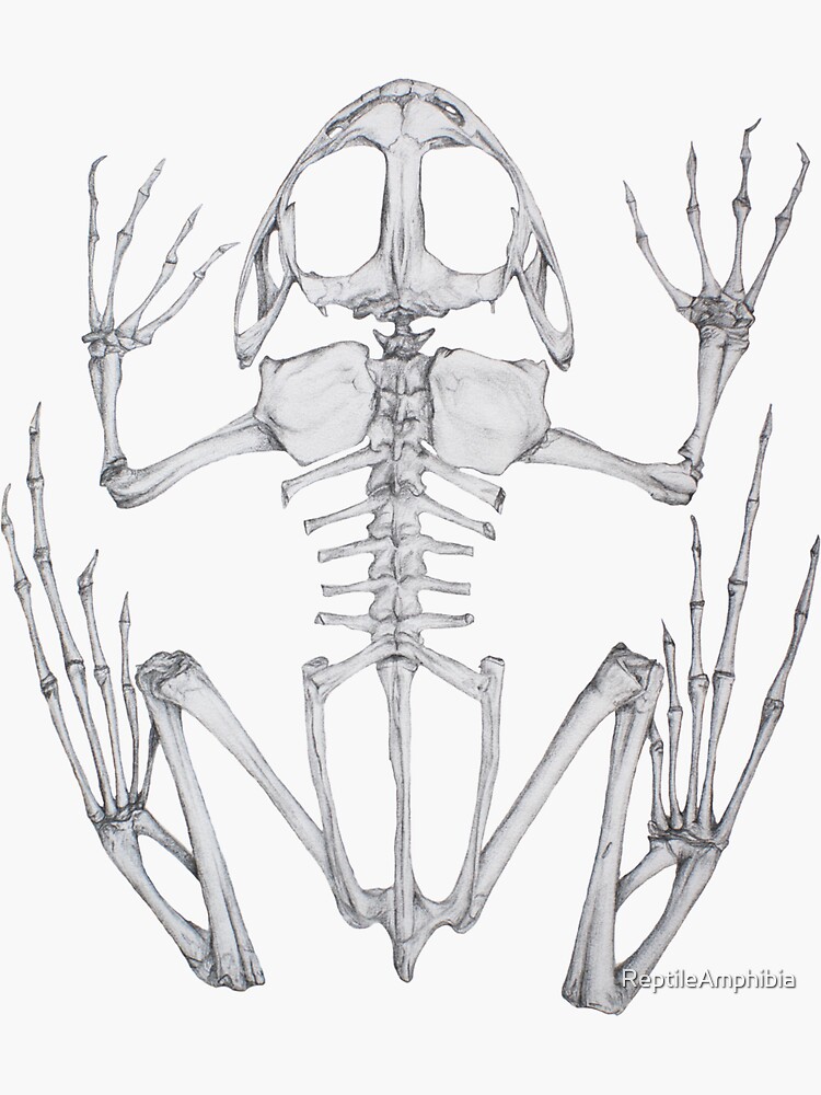 Esqueleto De Rana De La Marina