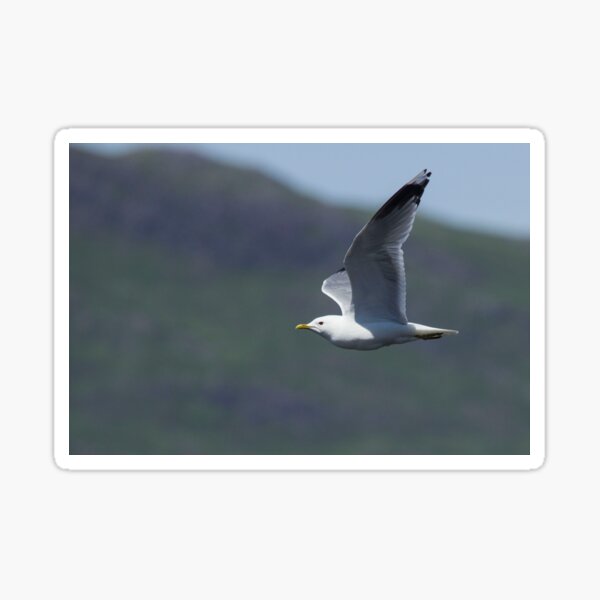 "Common Gull" Sticker by DawnsArt92 | Redbubble