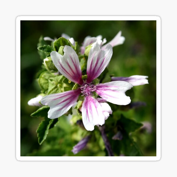"Zebra Mallow Flower" Sticker by taiche | Redbubble