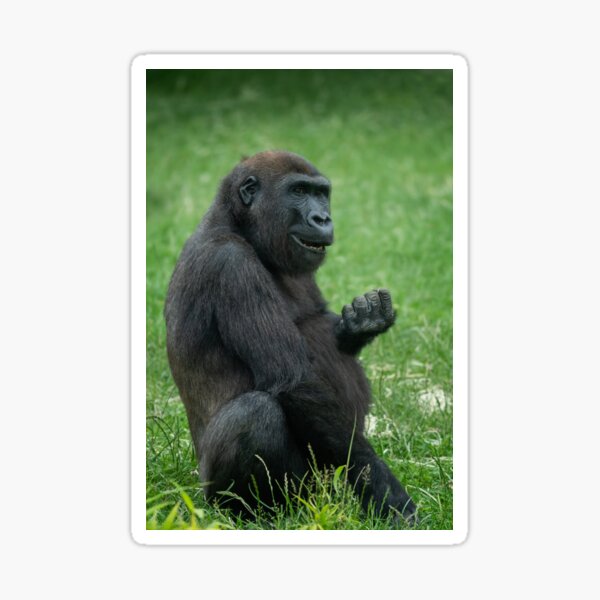 "Gorilla Lope Sitting In The Green Summer Grass" Sticker by ...