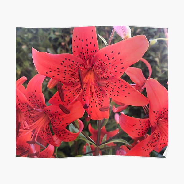 "Red Tiger Lily " Poster for Sale by dunderdale89 | Redbubble