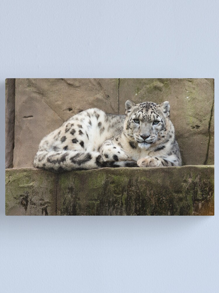 "Snow Leopard" Canvas Print by Sandra | Redbubble