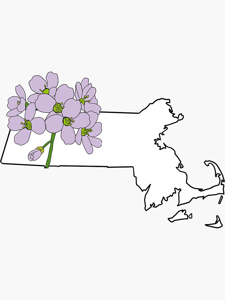 "Massachusetts State Flower" Sticker for Sale by claireepete | Redbubble