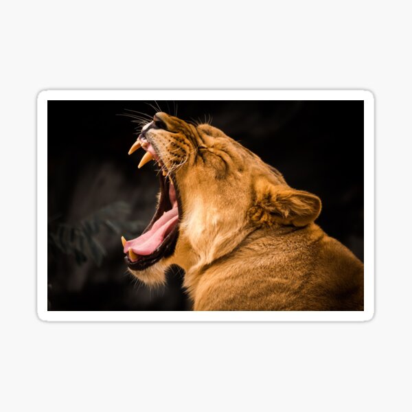 "Lioness" Sticker for Sale by GlacrozeR | Redbubble