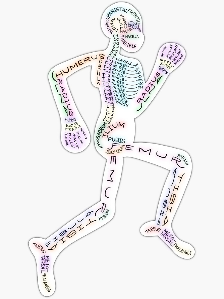 "Anatomy Bones" Sticker for Sale by alliemccormick | Redbubble