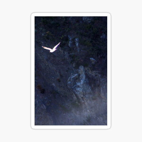 "White Bird" Sticker by jelli-designs | Redbubble