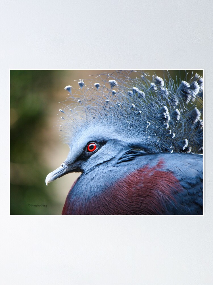 "Illustrious" Poster by locustgirl | Redbubble