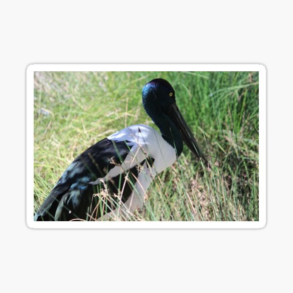 "Hiding Jabiru Bird" Sticker by KaiydoRose | Redbubble