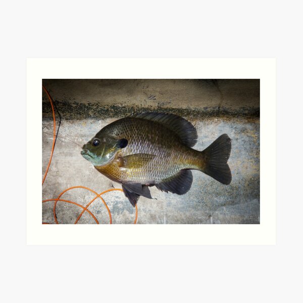 Bluegill Art Prints | Redbubble