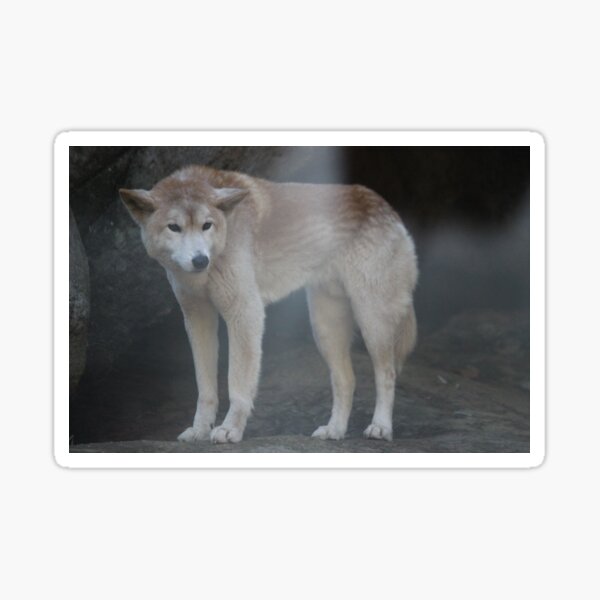 "Aussie Dingo" Sticker for Sale by KaiydoRose | Redbubble