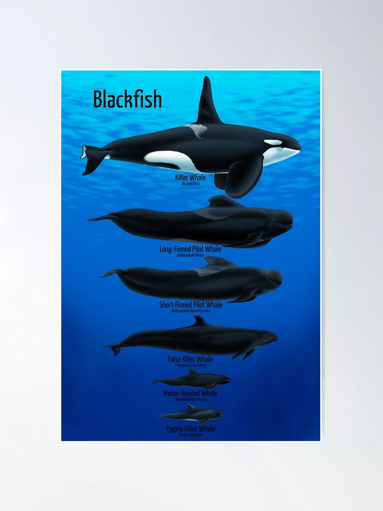 Blackfish Documentary Poster