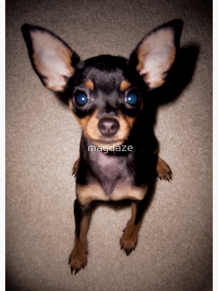 Grußkarte for Sale mit "Mini Pinscher" von maydaze | Redbubble