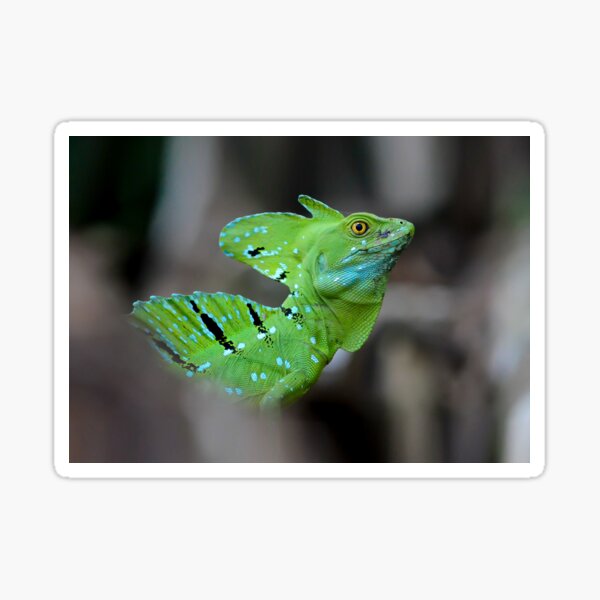 "Basilisk" Sticker for Sale by ReptileAmphibia | Redbubble