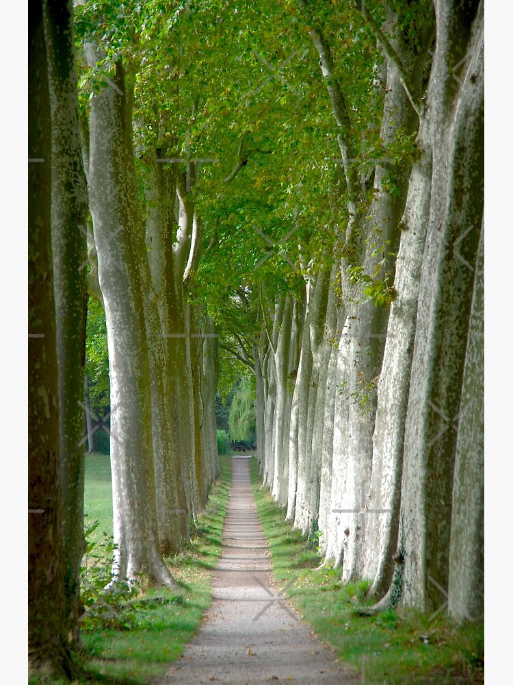 "Plane tree alley" Poster by Treemonk | Redbubble