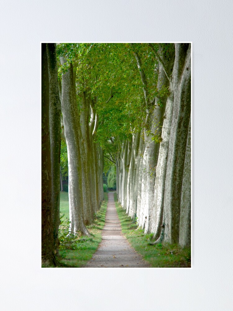 "Plane tree alley" Poster by Treemonk | Redbubble