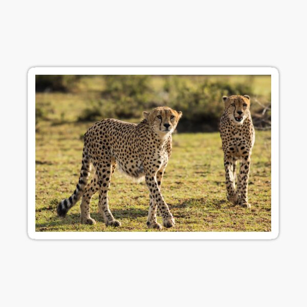 "Cheetahs" Sticker for Sale by Kneonlight | Redbubble