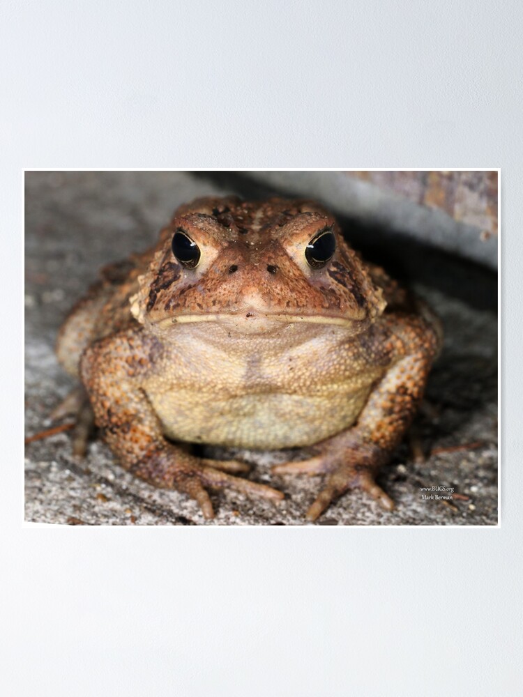 "Toad" Poster for Sale by mark-bugs-org | Redbubble