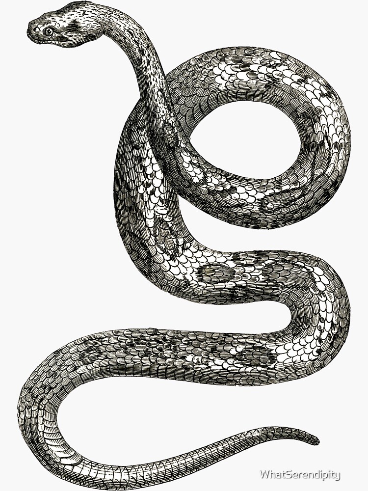 "Vintage Snake Illustration" Sticker for Sale by WhatSerendipity ...