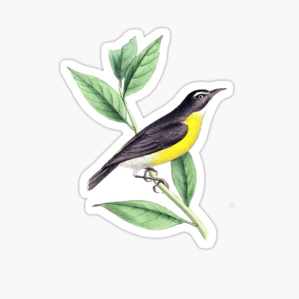 "black and yellow bird" Sticker for Sale by aymanepics | Redbubble
