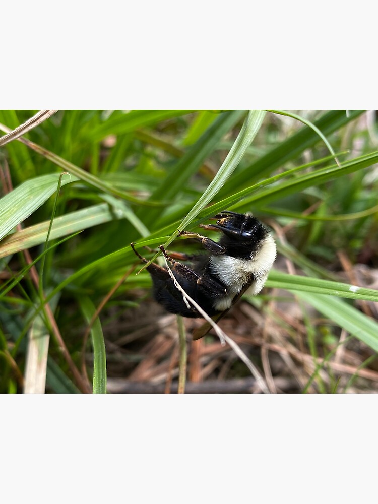"Bumbley Bee" Sticker by TAEkonme | Redbubble