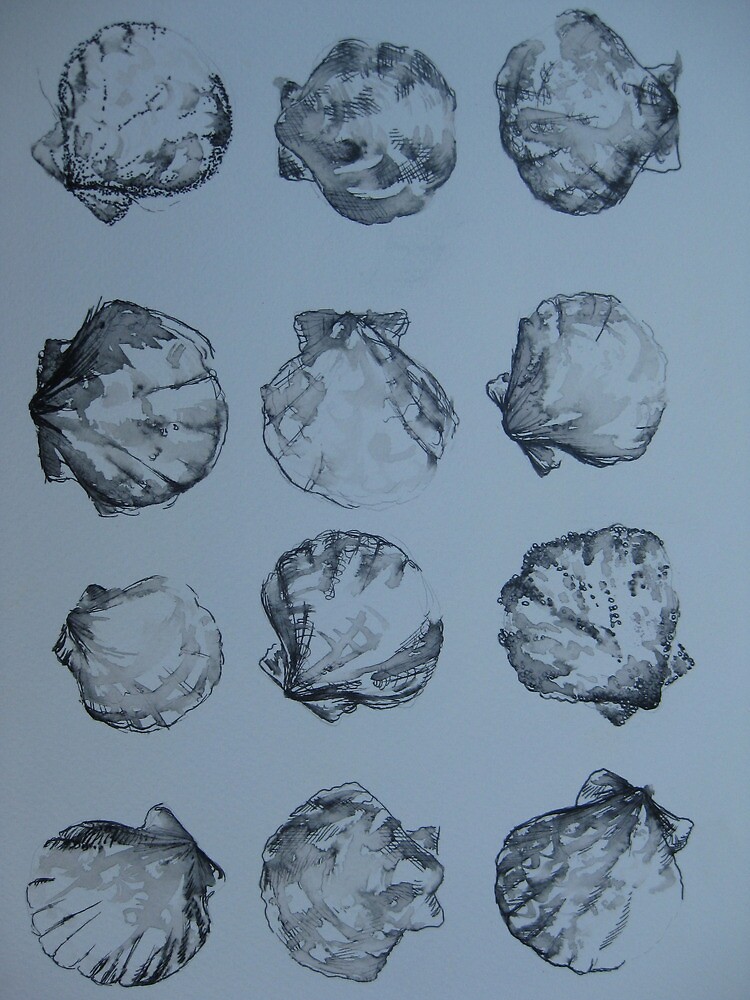"Shells in black and white -pen and wash" by cathyjacobs | Redbubble