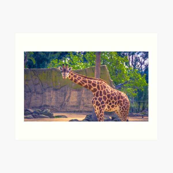"Giraffe Gaffe" Art Print for Sale by sjphotocomau | Redbubble