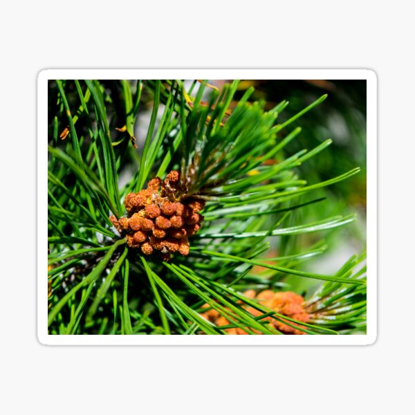 "Evergreen" Sticker for Sale by CanadianWild418 | Redbubble