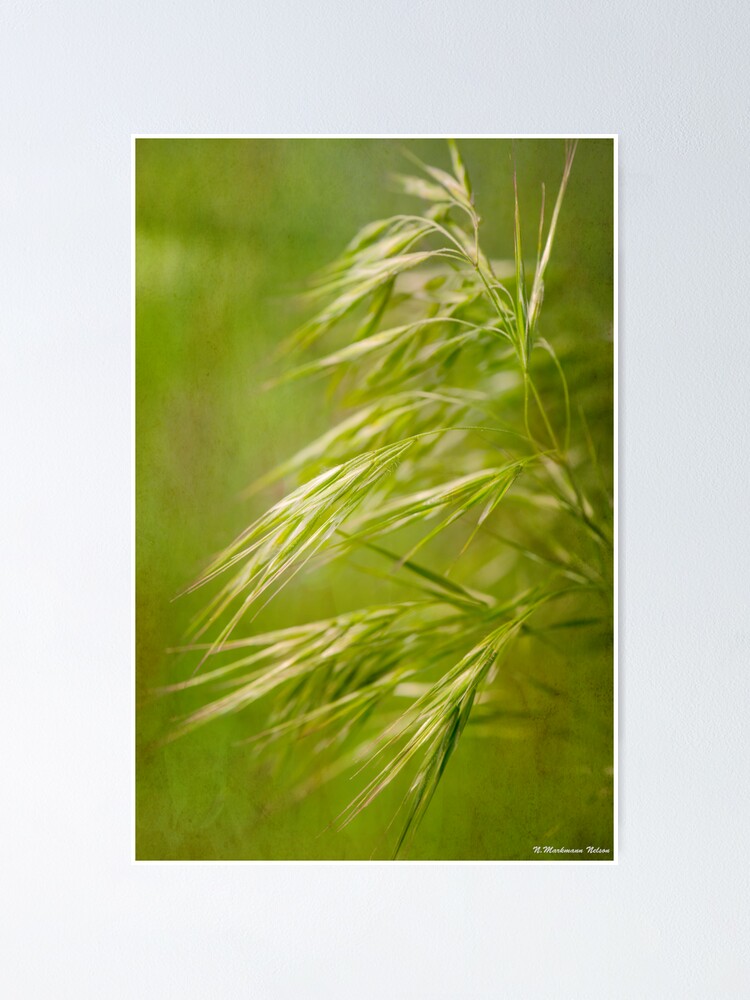 "Wispy Grass" Poster by SimplyKlick | Redbubble