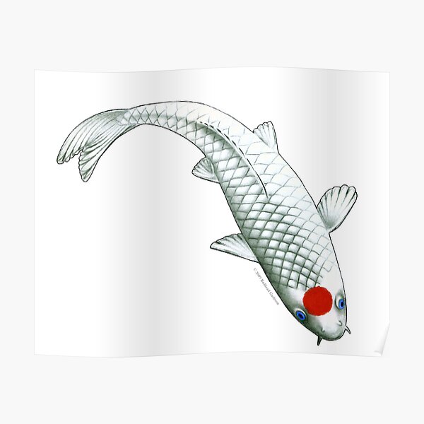 "Tancho Koi" Poster for Sale by BadheadGadroon | Redbubble